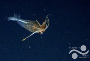 Erstmals lebender Koloss-Kalmar in natürlichem Lebensraum gefilmt